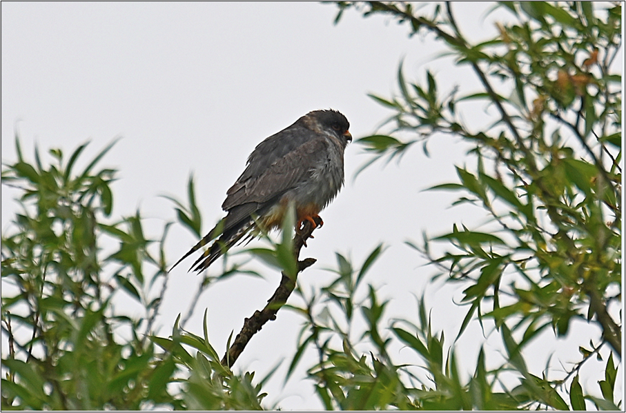 Rare birds recorded in record numbers at Forterra’s Kings Dyke Nature ...